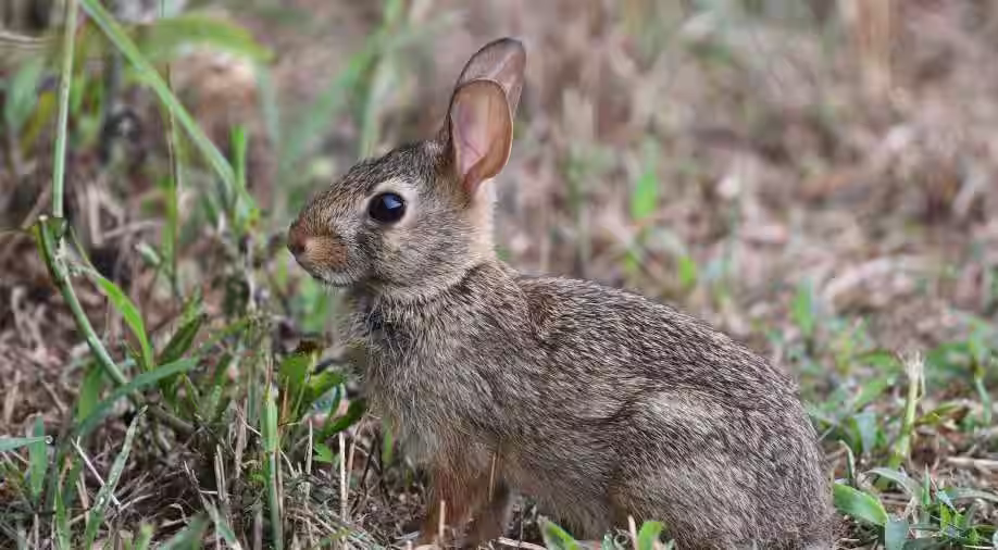 New Zealand mahu biak virus bunuh arnab - Kosmo Digital
