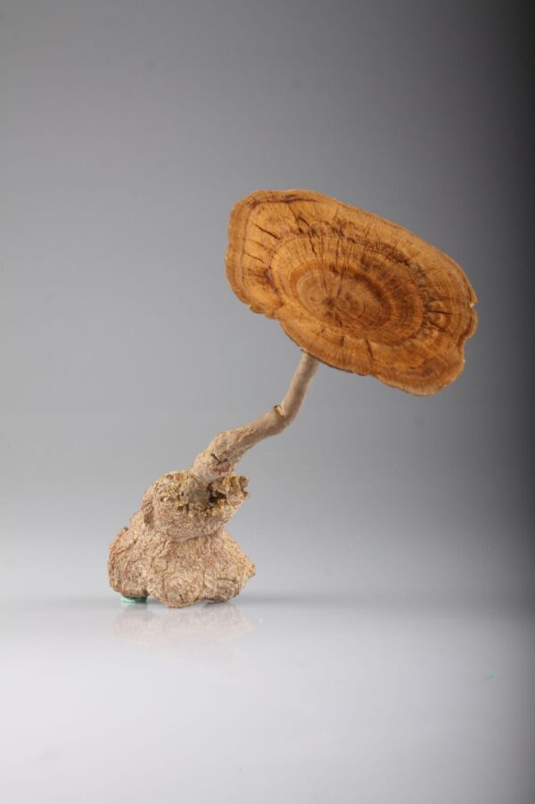 Ligno Biotech labur RM2 juta bina Muzium Cendawan Susu Harimau - Kosmo ...