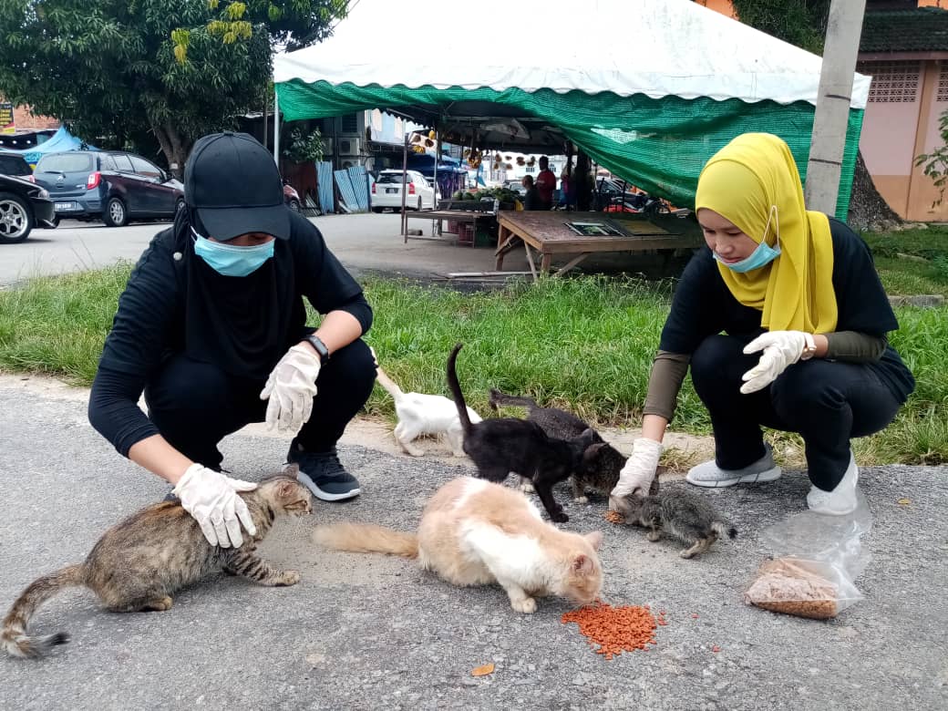 Prihatin nasib kucing jalanan - Kosmo Digital