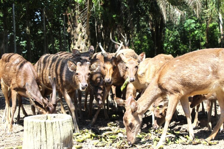 Ternakan rusa Gemencheh - Kosmo Digital