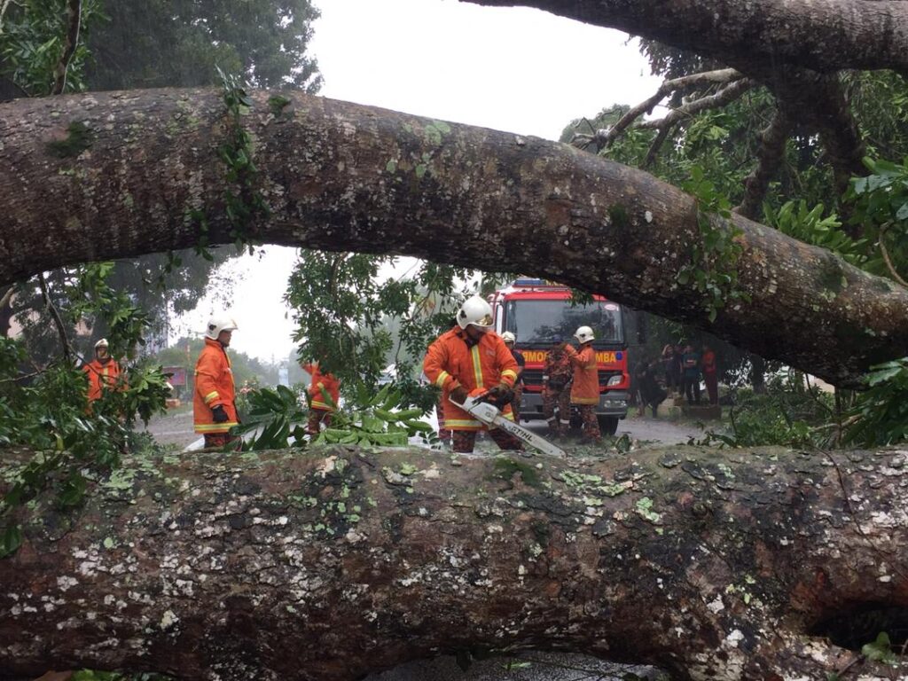 Pokok pulai tumbang depan kedai - Kosmo Digital