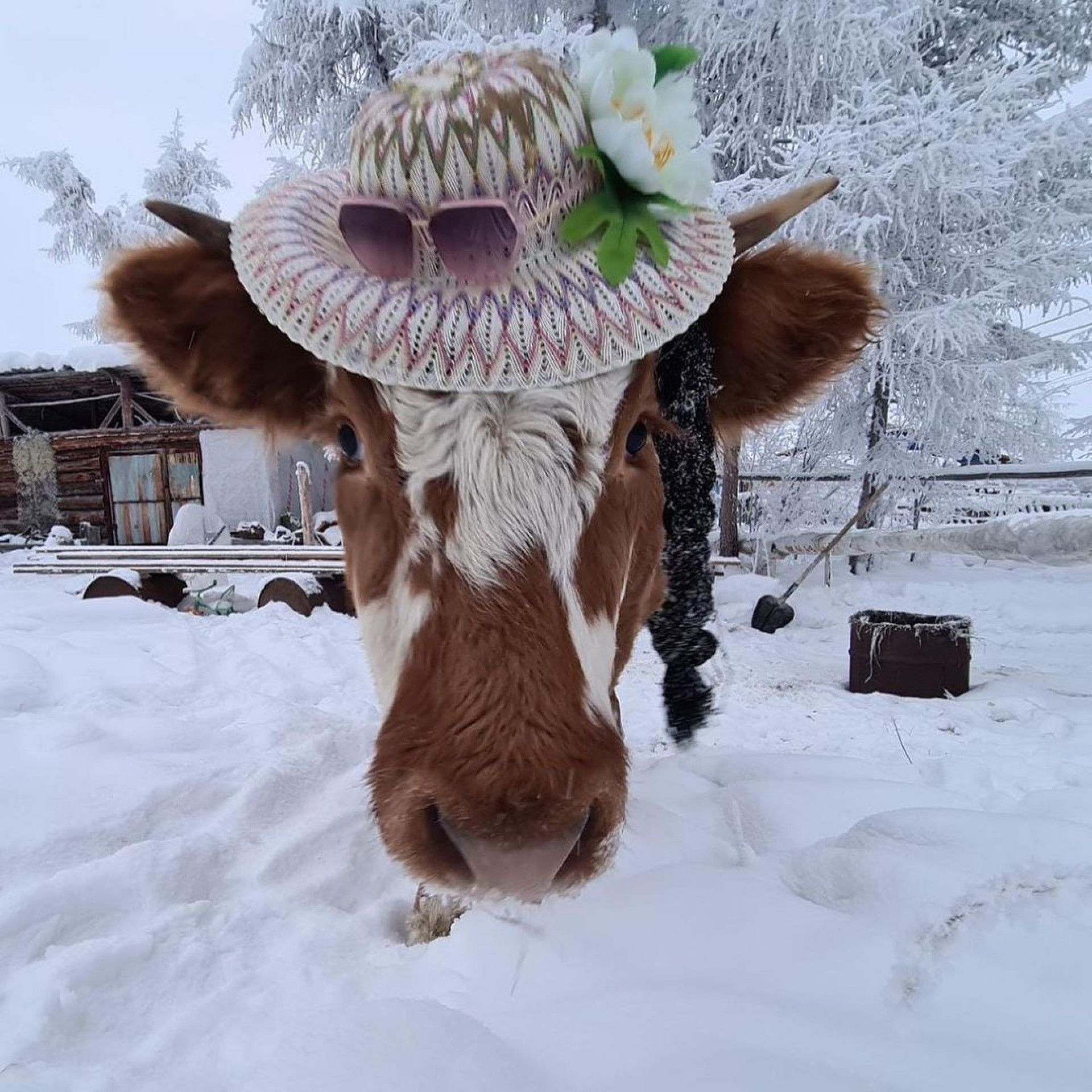 Pertandingan ratu cantik lembu jadi tarikan umum - Kosmo Digital