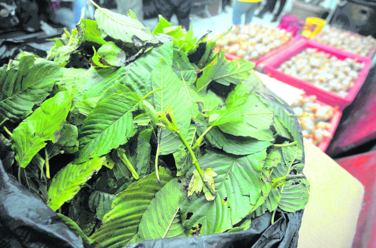 Ketum boleh rawat ketagihan dadah - Kosmo Digital