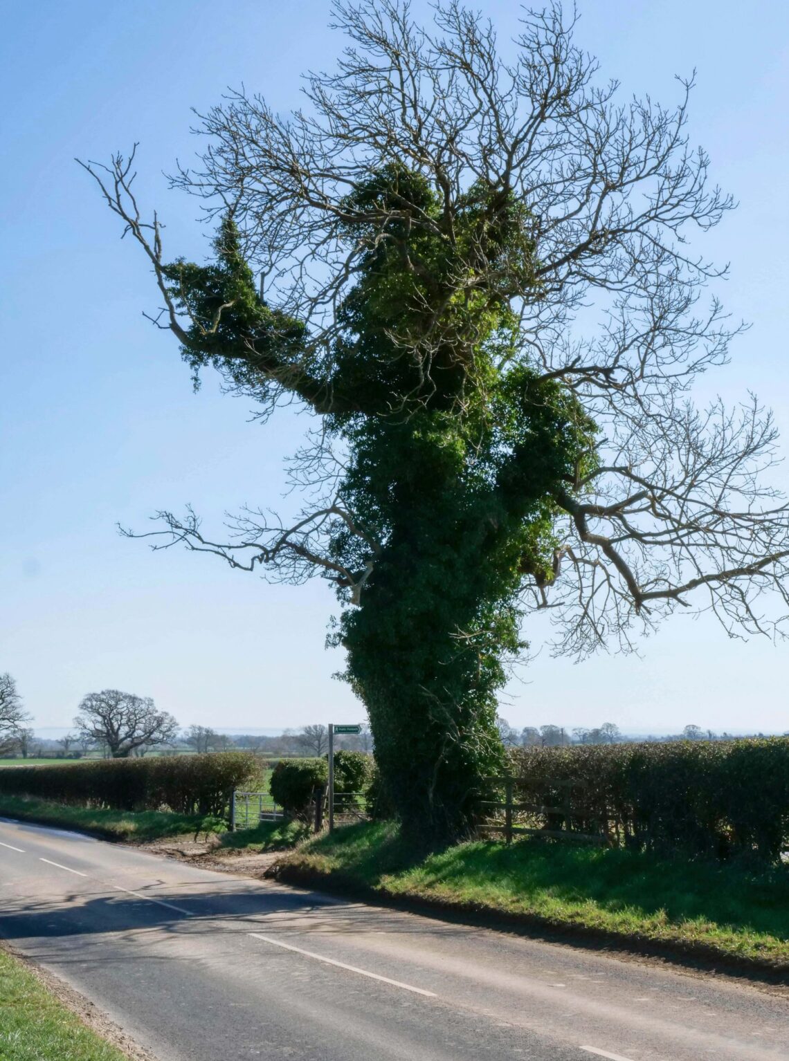 Pokok bentuk Mickey Mouse - Kosmo Digital