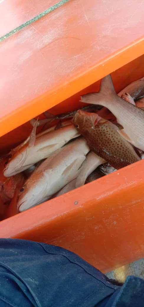 Tawan siakap merah di Pulau Aman - Kosmo Digital