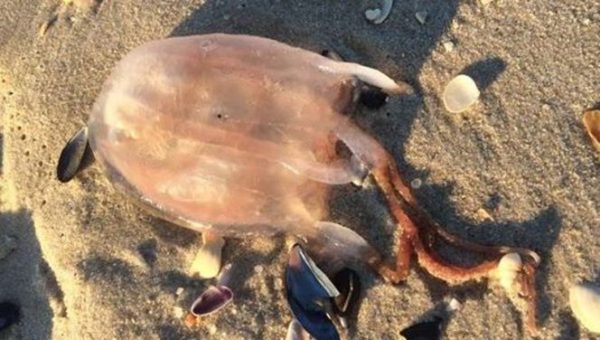 Obor-obor pembunuh - Kosmo Digital