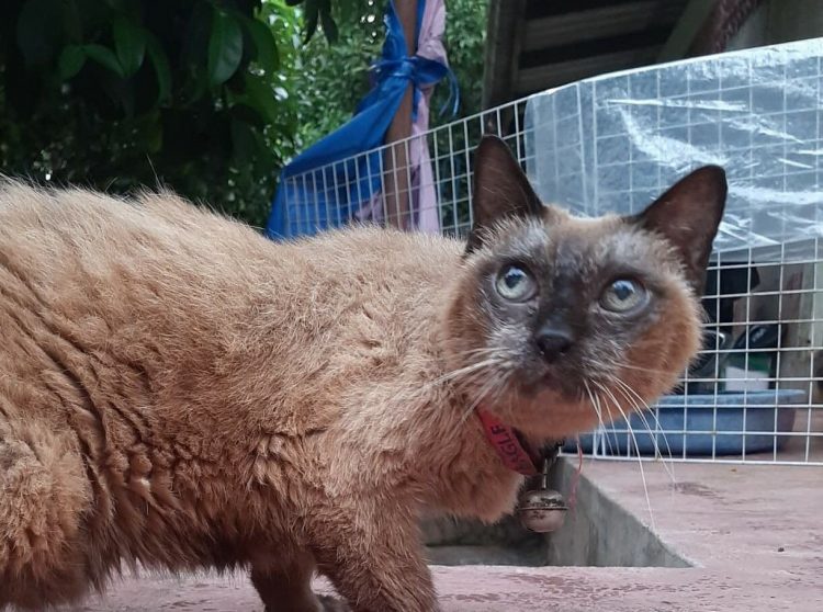 Moyang Wad berusia 34 tahun dipercayai kucing tertua dunia - Kosmo Digital