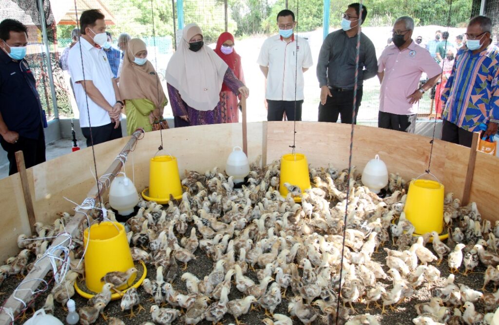 Sasar jual 12,000 ayam kacuk dalam setahun - Kosmo Digital