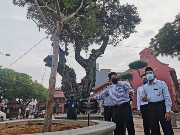 Anak Batai Laut ganti pokok ikonik Melaka - Kosmo Digital