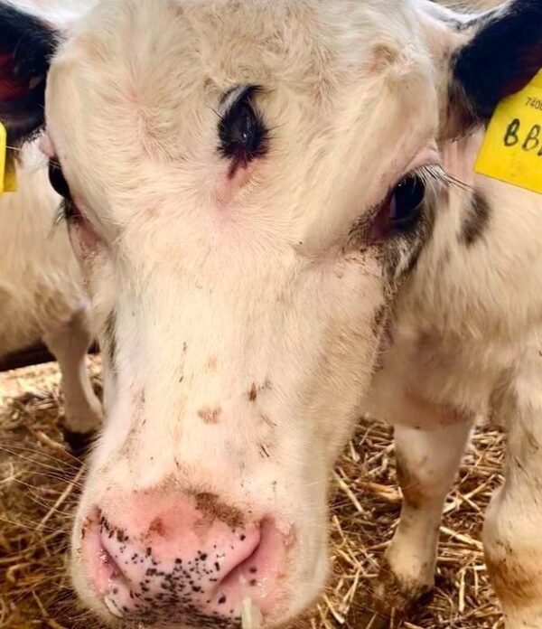 Anak lembu bermata tiga, lengkap dengan kelopak dan bulu mata - Kosmo ...