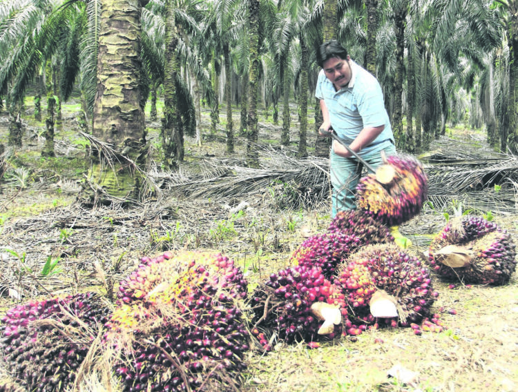 Kerajaan setuju lupus pinjaman peneroka Felda berjumlah RM8.3 bilion ...