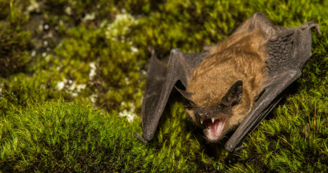 Kelawar bawa penyakit anjing gila dikesan di Illinois - Kosmo Digital