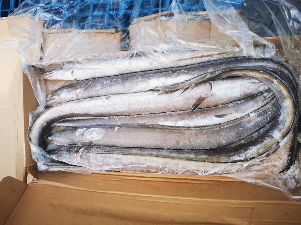 Rampas 29.7 tan belut, ikan timah dari Iran - Kosmo Digital