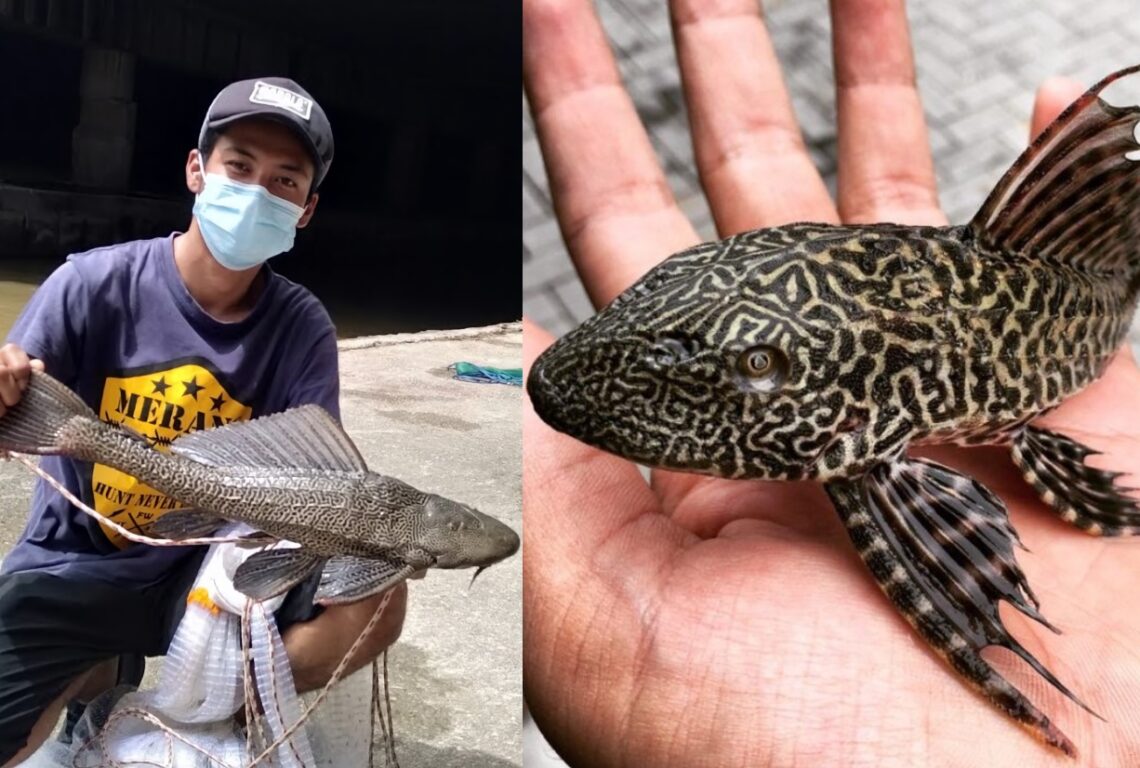 Waspada ikan bandar raya 'ikan pemusnah' - Kosmo Digital