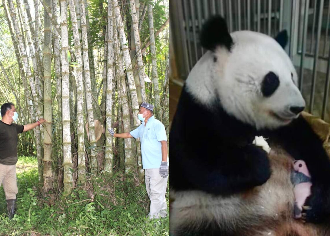 Buluh betung Kampung Kundur Hulu penuhi selera panda - Kosmo Digital