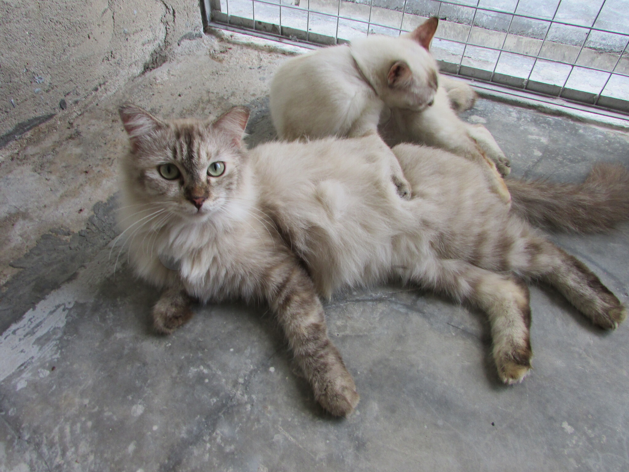 Raikan hari kucing dengan tawaran hadiah RM26,000 - Kosmo Digital