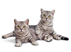 Raikan hari kucing dengan tawaran hadiah RM26,000 - Kosmo Digital