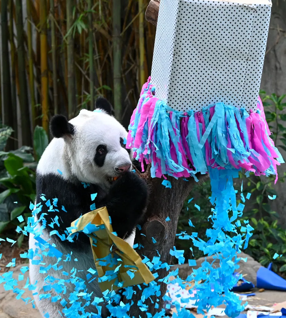 Panda gergasi Kai Kai ‘dedah’ anak jantan - Kosmo Digital