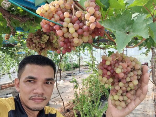 Teruja hasilkan anggur manis, rangup - Kosmo Digital