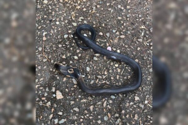 Kanak-kanak 5 tahun koma dipatuk ular tedung senduk - Kosmo Digital