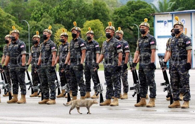 ‘Sarjan Meow’ lintas perbarisan 69 Komando curi tumpuan - Kosmo Digital