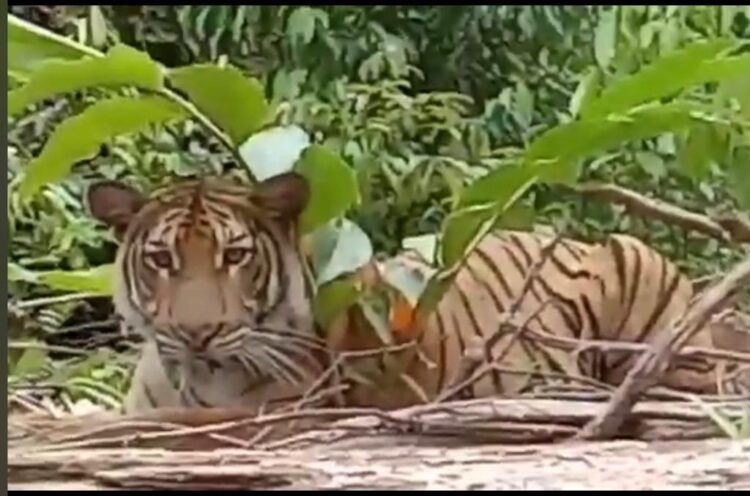 Perhilitan jejak Pak Belang di Hutan Simpan Lenggor - Kosmo Digital Perhilitan jejak Pak Belang di Hutan Simpan Lenggor - Kosmo Digital