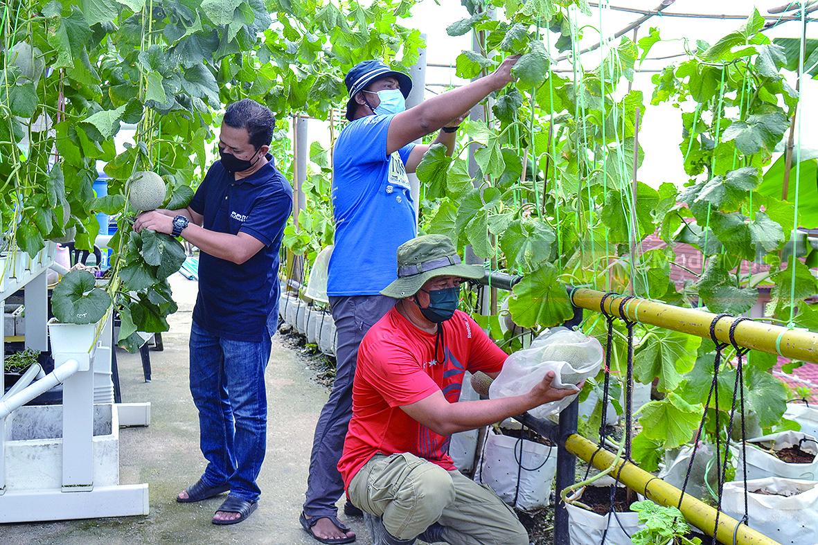 MAFI fokus perkasa pertanian moden - Kosmo Digital