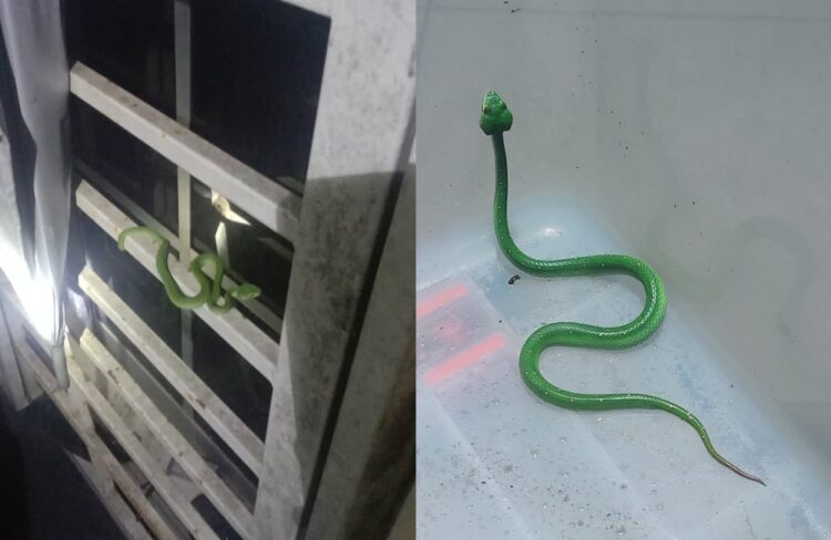 Anggota bomba cemas dipatuk ular kapak - Kosmo Digital