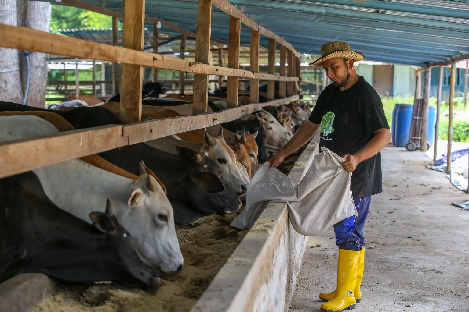 ‘Harga dedak sudah naik empat kali’ - Kosmo Digital