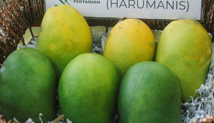 Harumanis naik harga tahun ini - Kosmo Digital