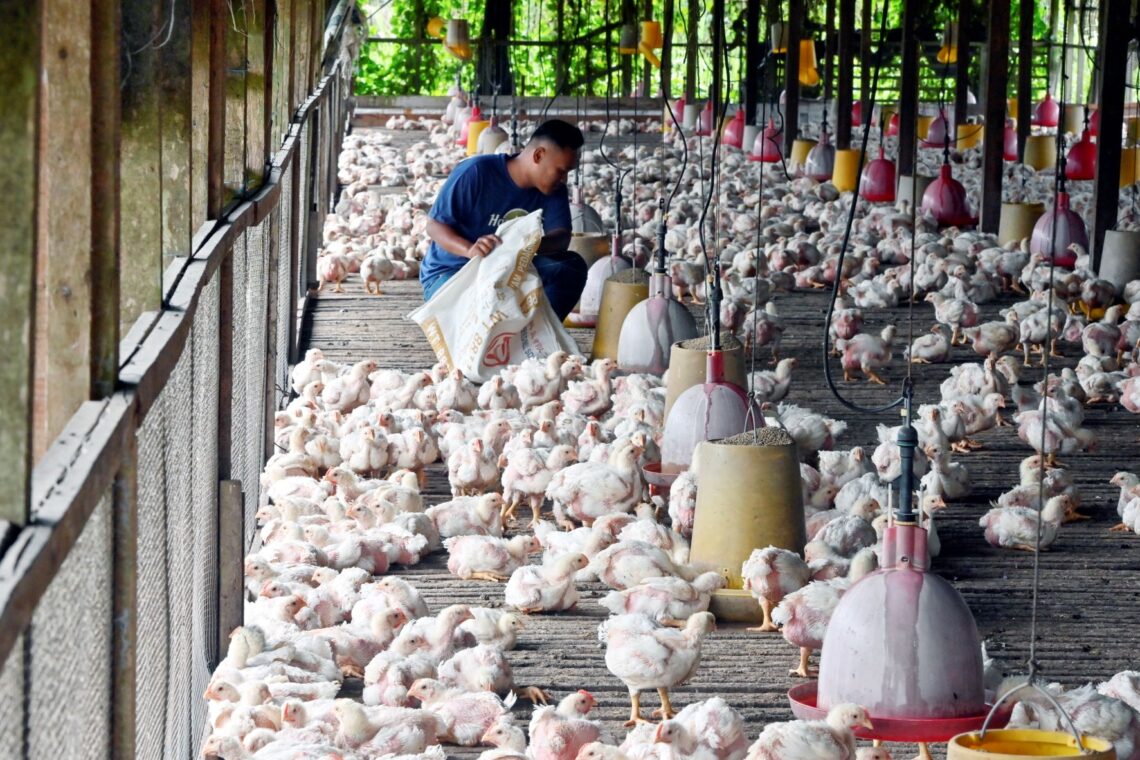 Industri ternakan ayam dijangka rugi RM200 juta sebulan - Kosmo Digital