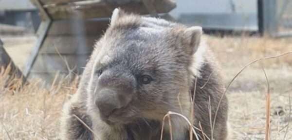 Wombat paling tua berusia 33 tahun - Kosmo Digital