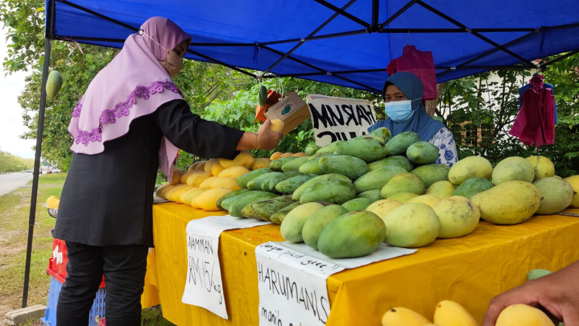 Harumanis kembali jadi rebutan - Kosmo Digital