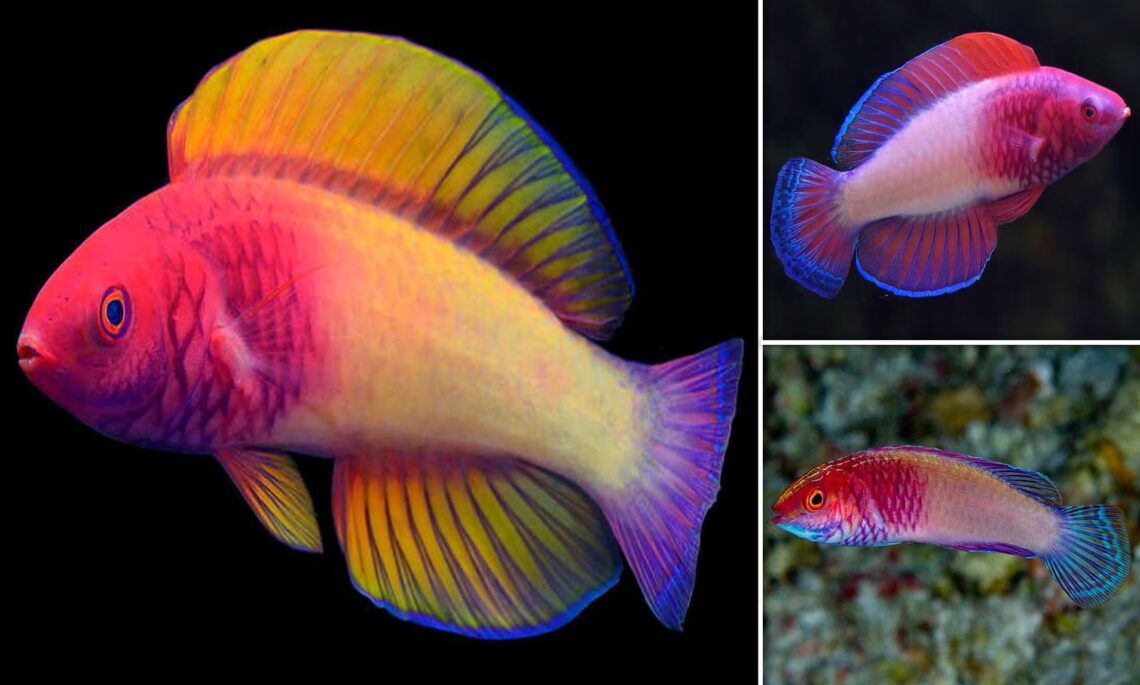 Saintis temui 'ikan pelangi' di Maldives - Kosmo Digital