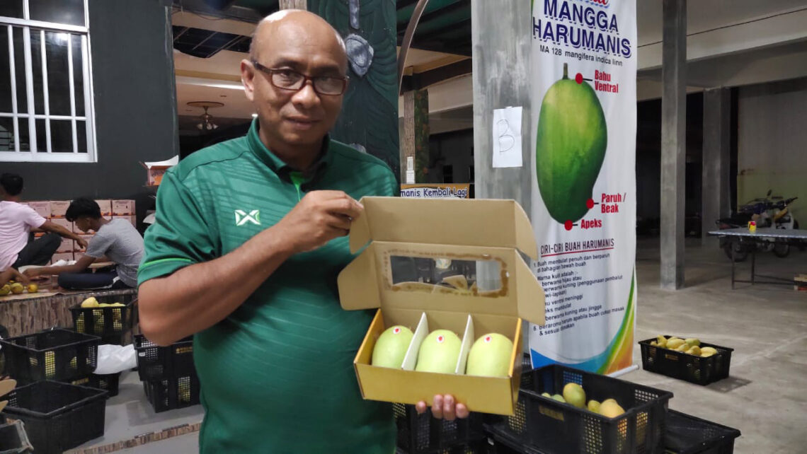 Harumanis 25 tan 'licin', dijadikan juadah berbuka - Kosmo Digital