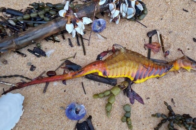 Puluhan bangkai naga laut terdampar di pantai Australia - Kosmo Digital