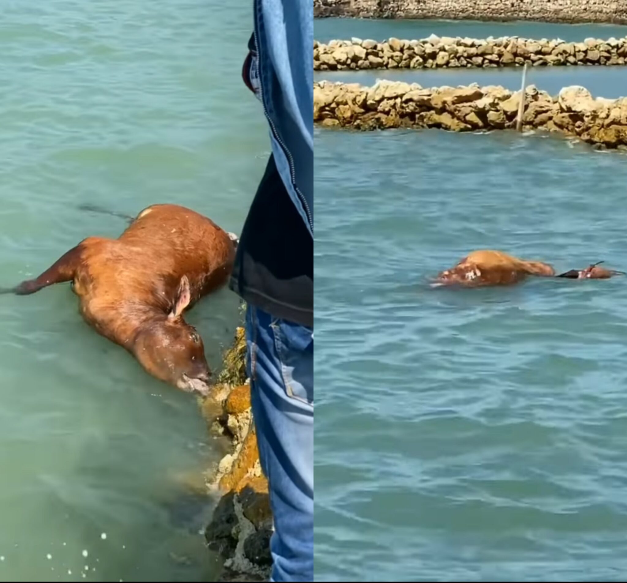 Misteri lembu mati terapung di tengah laut - Kosmo Digital