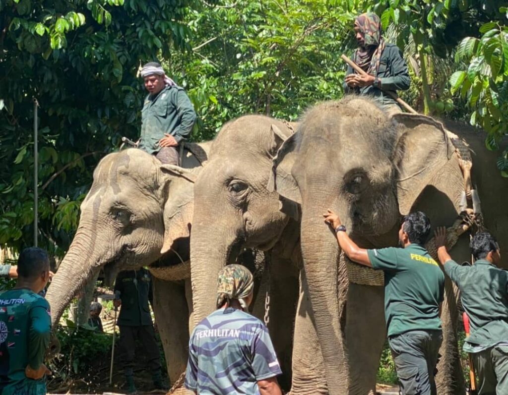 Perhilitan tangkap Awang Tanjung Nering ceroboh kebun - Kosmo Digital