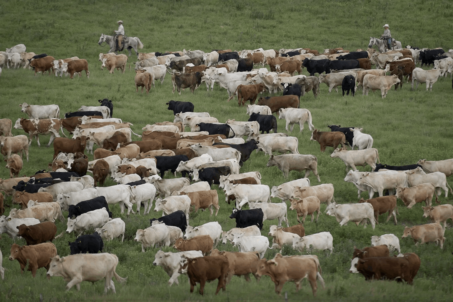 2,000 ekor lembu mati kepanasan di Kansas - Kosmo Digital