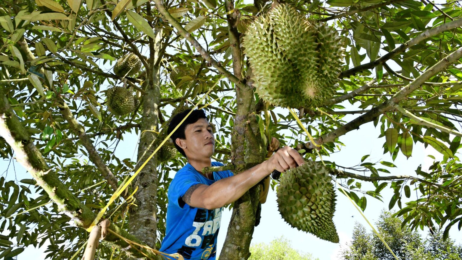 Bank di Thailand terima pokok durian sebagai cagaran - Kosmo Digital
