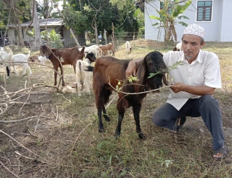 1,000 kambing habis ditempah untuk raya - Kosmo Digital