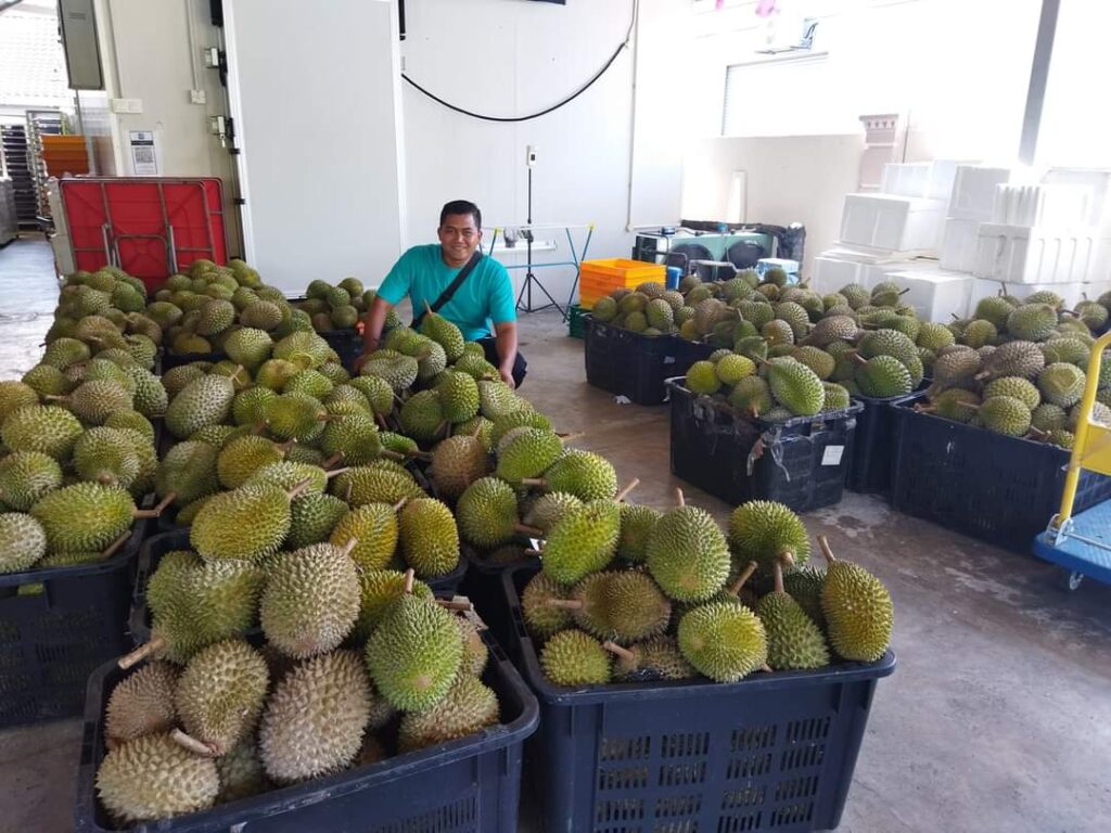 Musang king Raub jadi buruan, lebih sedap - Kosmo Digital