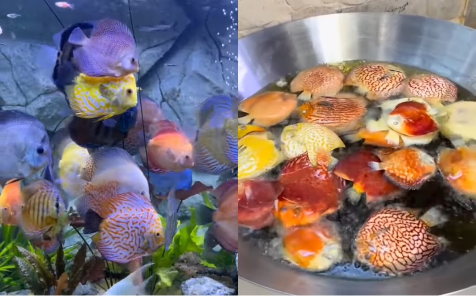 Isteri cemburu goreng 80 ikan hiasan peliharaan suami - Kosmo Digital