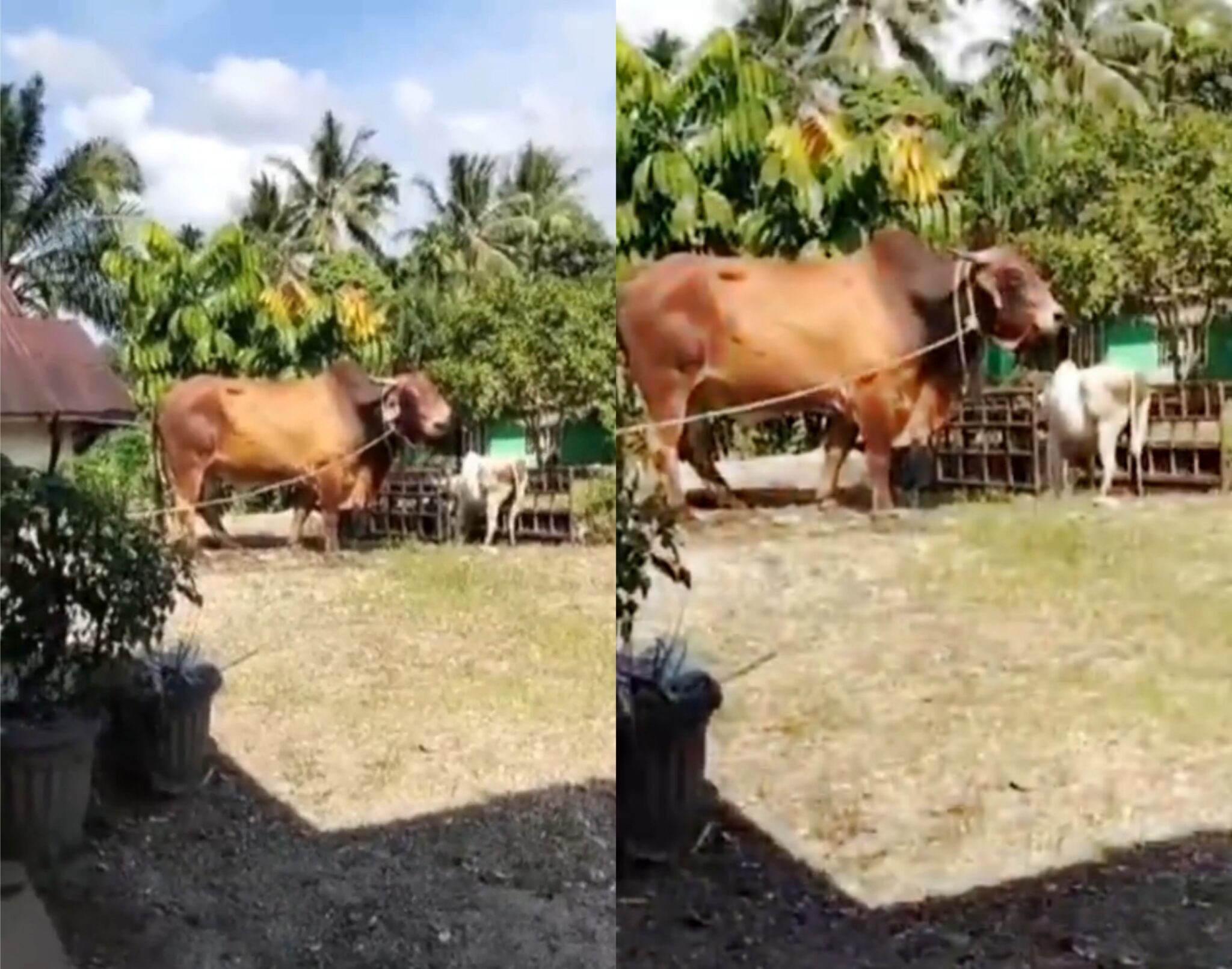 Lembu korban bersaiz ‘gergasi’ - Kosmo Digital