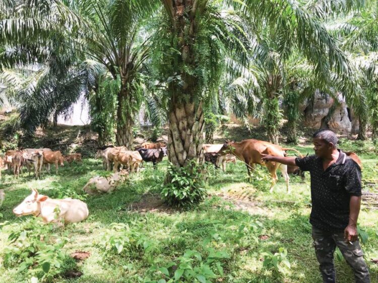Lembu ‘gemuk’ korban tak laku - Kosmo Digital