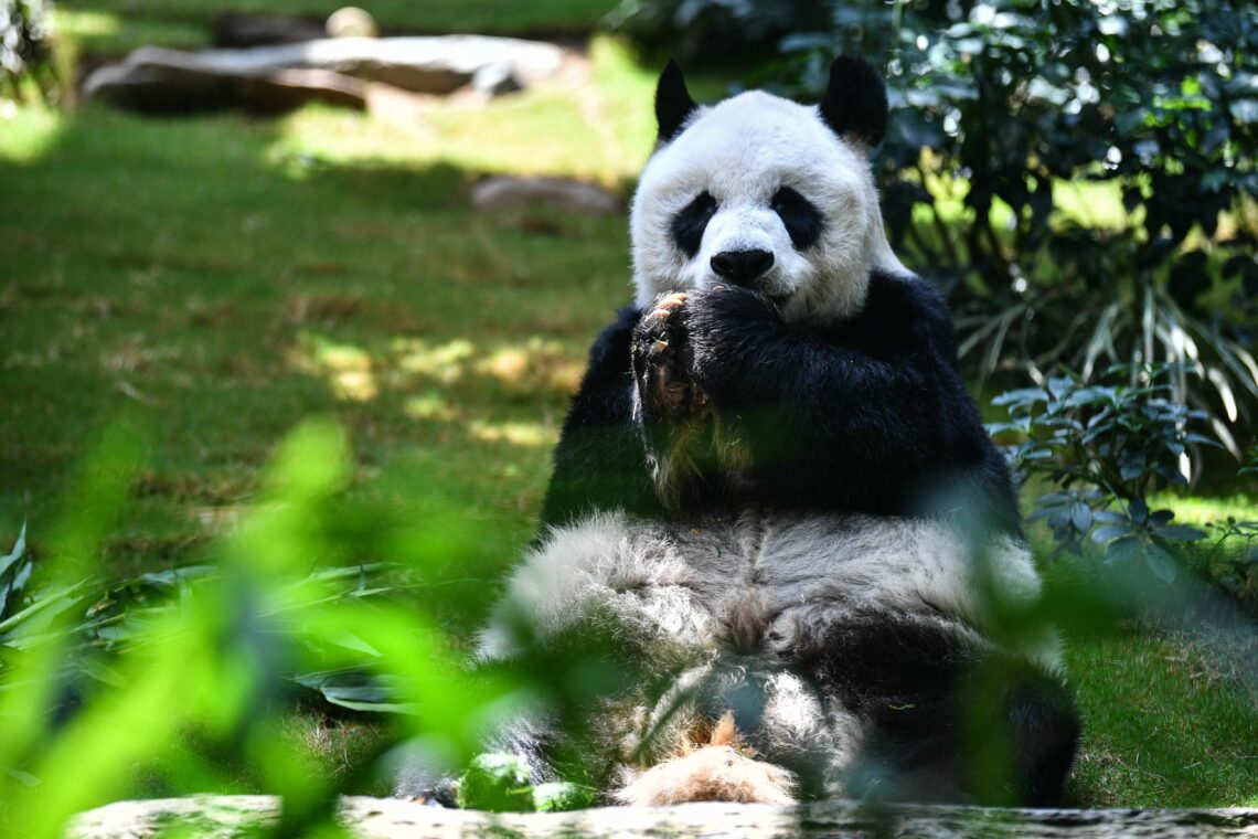Panda jantan paling lama hidup di bawah jagaan manusia mati usia 35 ...