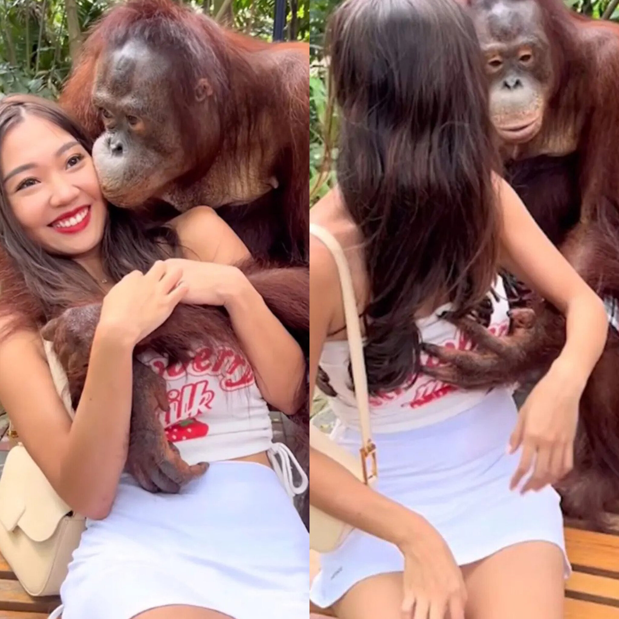 Orang utan gatal ‘raba’ pengunjung wanita - Kosmo Digital