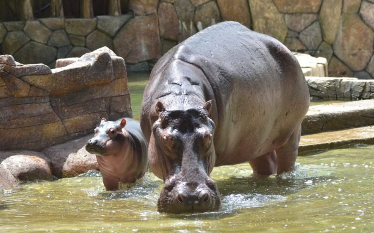Jaguh si anak badak dirai majlis berendoi - Kosmo Digital