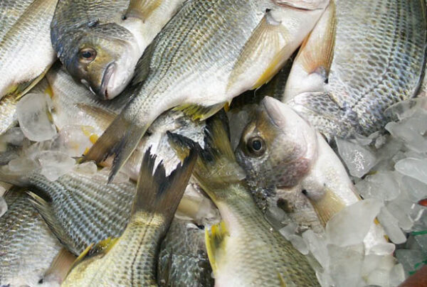 Pilih ikan segar beri sumber protein terbaik - Kosmo Digital