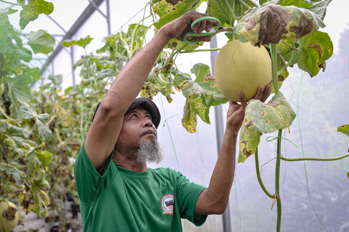 Program Pertanian Bandar terjemah agenda pembangunan mampan, sekuriti ...